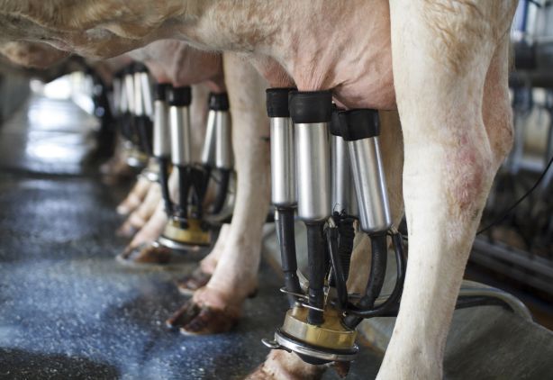 Dairy Revenue Protection - HighGround Dairy